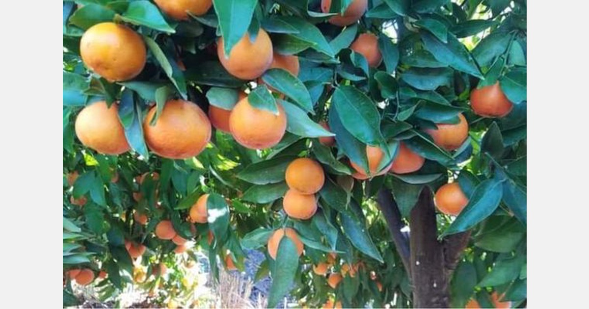 "This year, the Egyptian citrus has no competition"